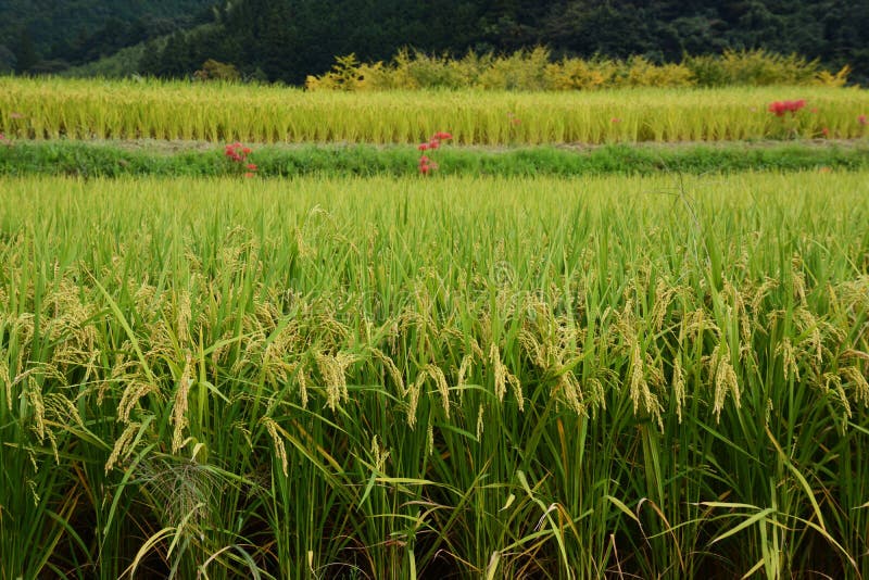 Rice cultivation stock photo. Image of cultivation, closeup - 122762358