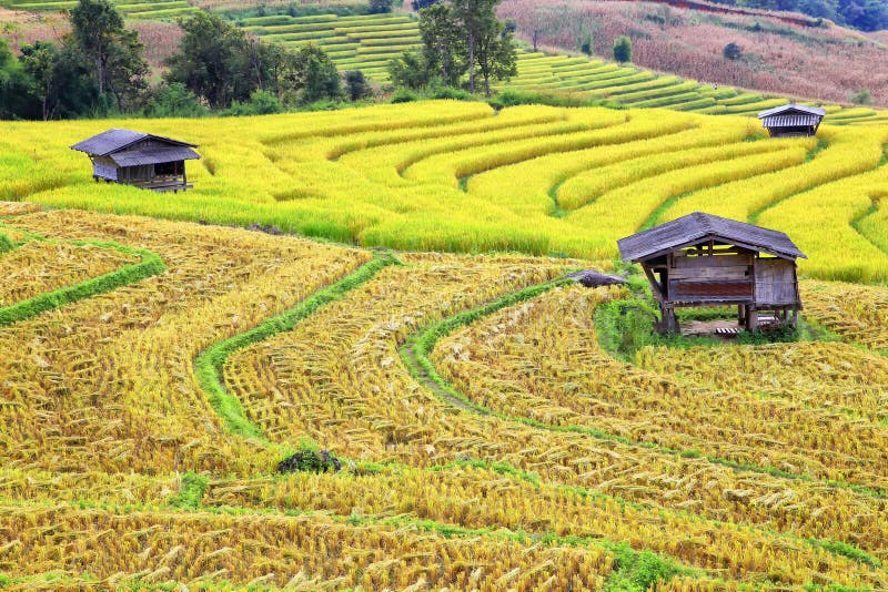 Dry Season in the Rice Fields Stock Photo - Image of fields, season ...