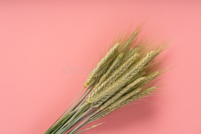 Harvest, Spelt Grain and Spelt Ears, Isolated Stock Photo - Image of ...