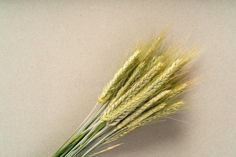 Harvest, Spelt Grain and Spelt Ears, Isolated Stock Photo - Image of ...