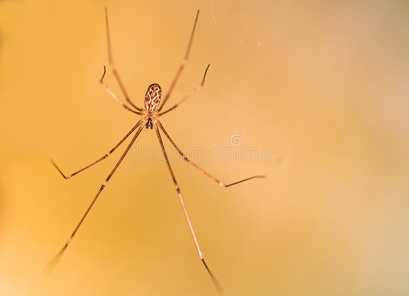 Harvest Spider with Long Legs on Brown Background Stock Photo - Image ...