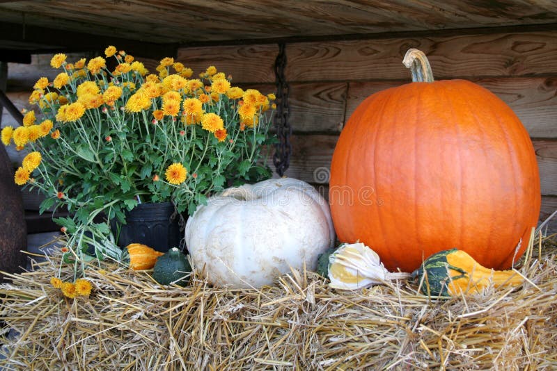 Fall Still Life stock photo. Image of autumn, fall, mums - 6873450