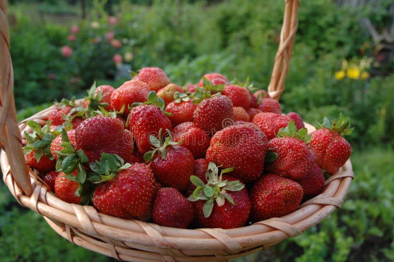 Harvest of the Strawberries Stock Photo - Image of garden, food: 165520