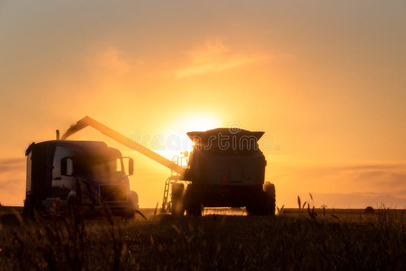 Harvest Sunset Canada stock photo. Image of gold, countryside - 163005458