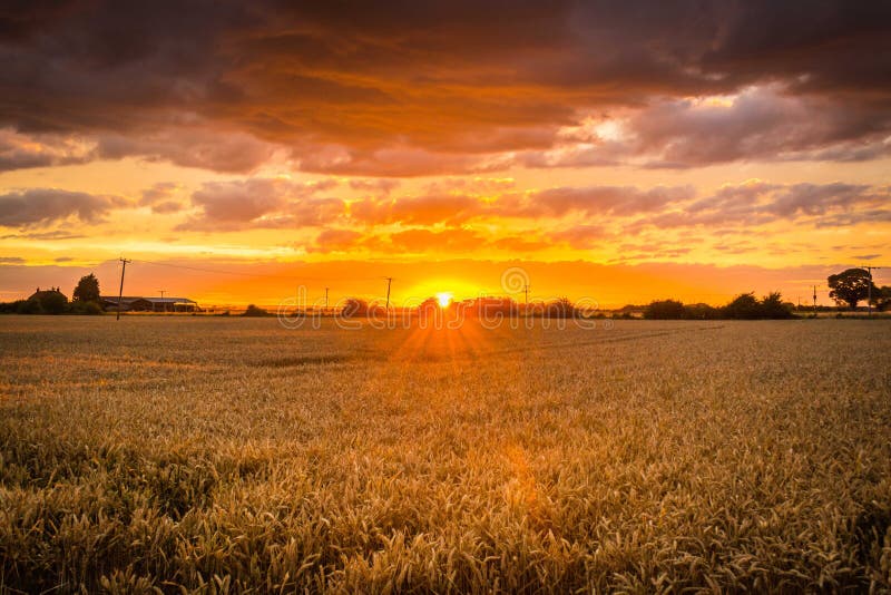 Harvest Sunset stock photo. Image of wheat, sunset, summer - 72928382