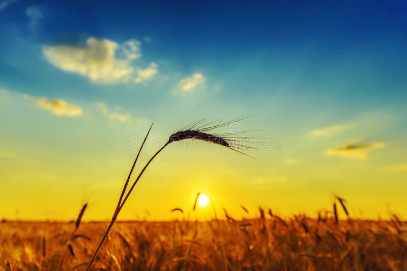 Harvest in Sunset Over Field Stock Image - Image of grain, background ...