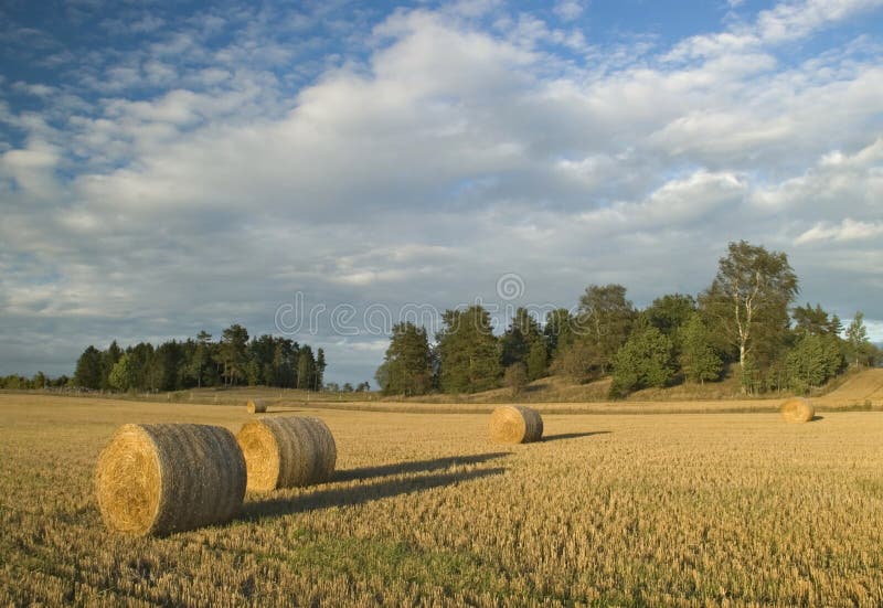 Harvest In Sweden Picture. Image: 3358527