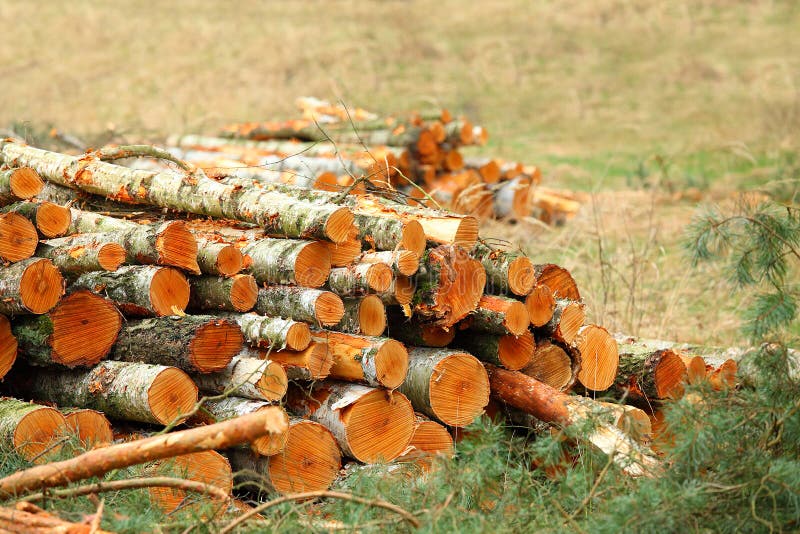 Harvest of Timber. Agriculture and Forestry Theme. Stock Image - Image ...