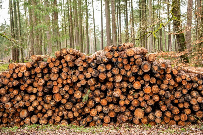 Harvest Timber. Lumber Industry Business. Deforestation. Tree Log in Forest. Pine Tree Log ...