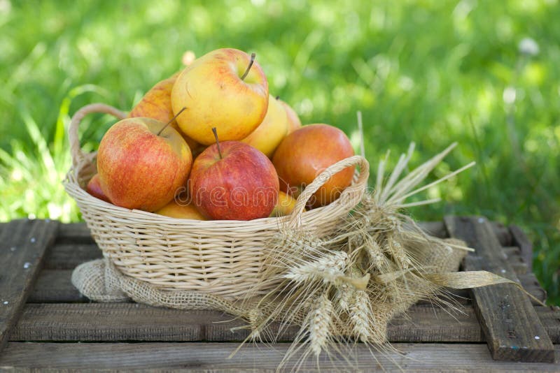 Harvest time stock image. Image of food, industry, farmer - 1007403