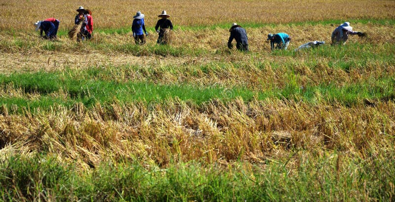 Harvest time editorial stock photo. Image of farm, nice - 28197093
