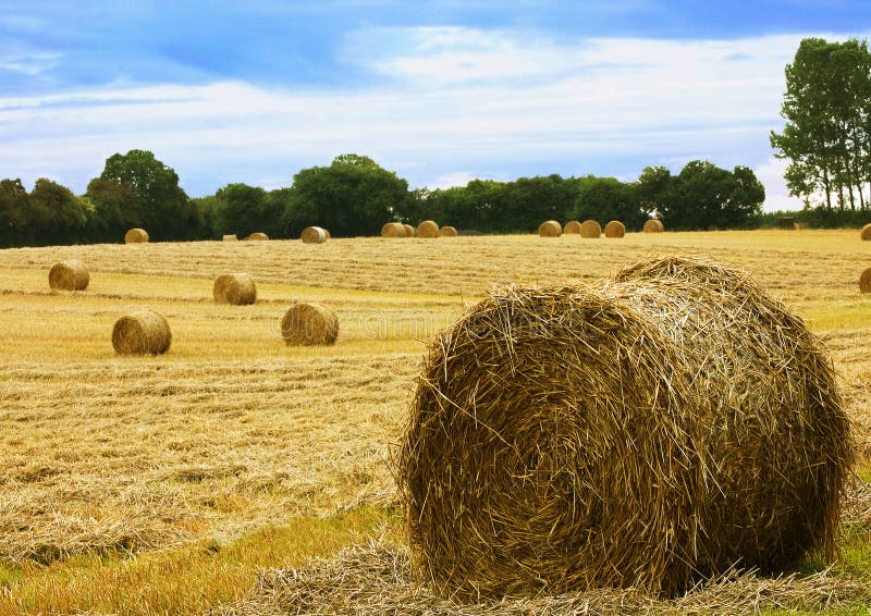 Harvest Time - Bringing in the Corn and Hay Stock Image - Image of food ...