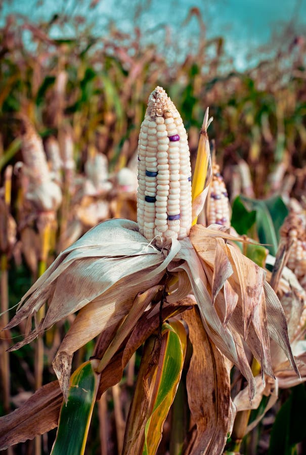 Corn in a Corn Field Ready for Harvest Stock Photo - Image of ...