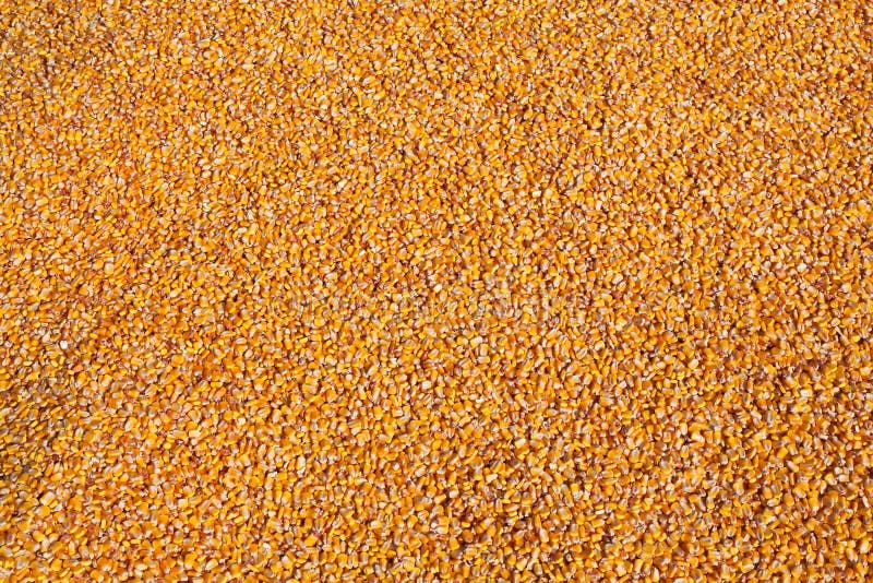 Harvest time, corn crop stock photo. Image of natural - 127823936