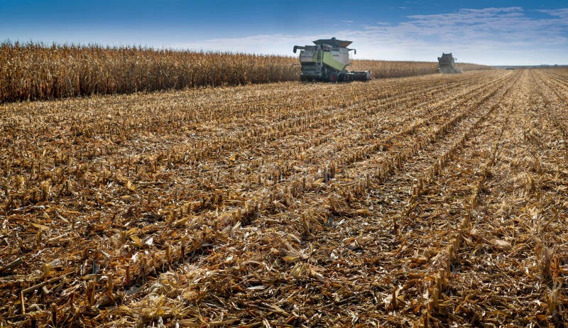 Harvest Time in a Corn Field, Focus on the Cut Stalks Stock Photo ...