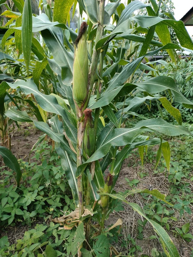 Harvest time for Corn tree stock photo. Image of tree - 288747662