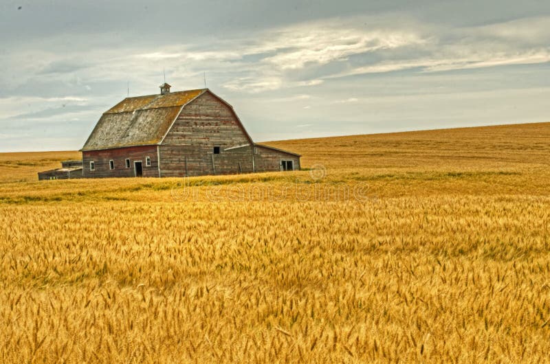 Prairie Harvest Landscape stock photo. Image of head, farming - 3289262