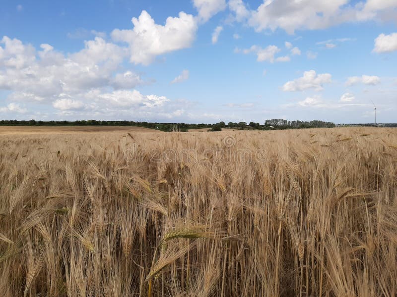 Harvest time on the farm stock image. Image of wheat - 260067821