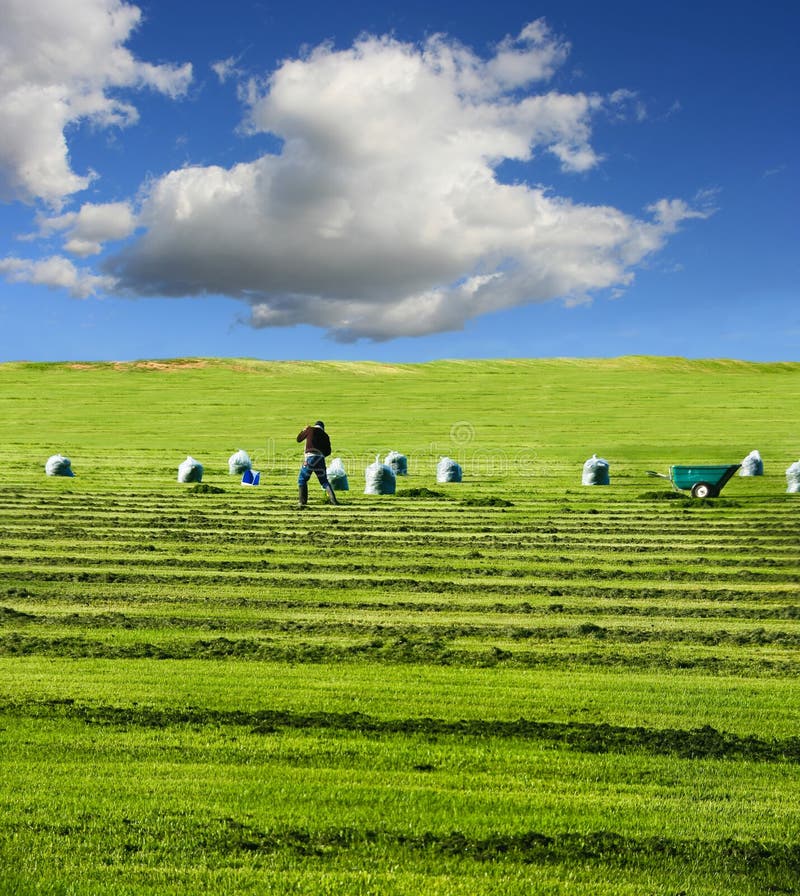 Harvest Time stock photo. Image of farm, people, summer - 33798546