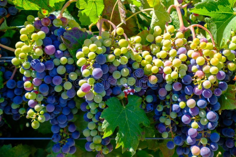 Harvest Time Grapes stock photo. Image of late, flower - 291414958