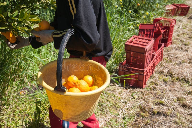 Harvest time stock photo. Image of italian, grove, rural - 54231880