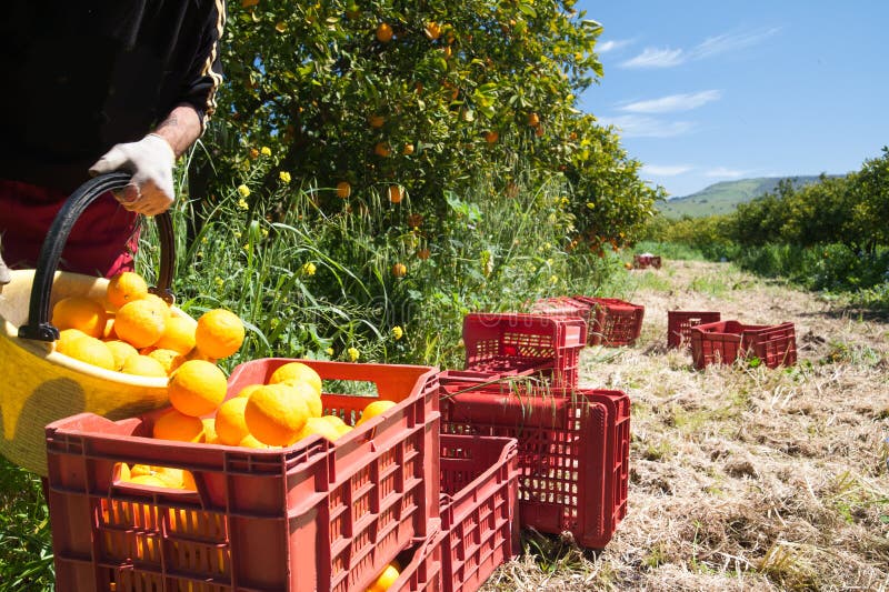 Harvest time stock image. Image of outdoor, agriculture - 54231897