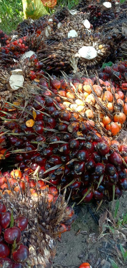 Harvest time palm oil cpo stock image. Image of palm - 261927369