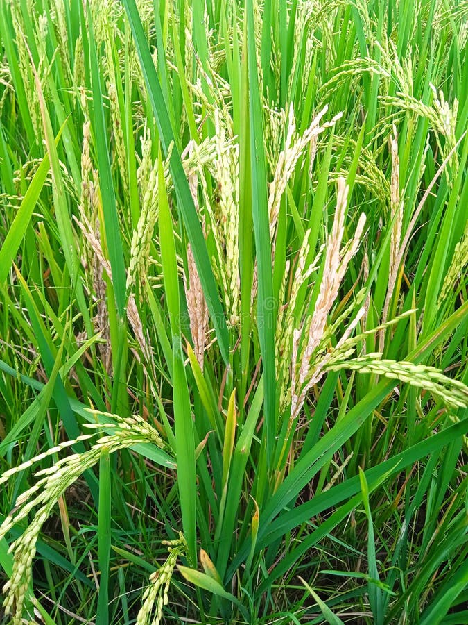 Harvest Time for Rice in Villages Oriza Sativa Stock Photo - Image of ...