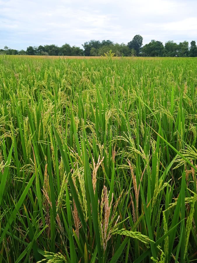 Harvest Time for Rice in Villages Oriza Sativa Stock Photo - Image of ...