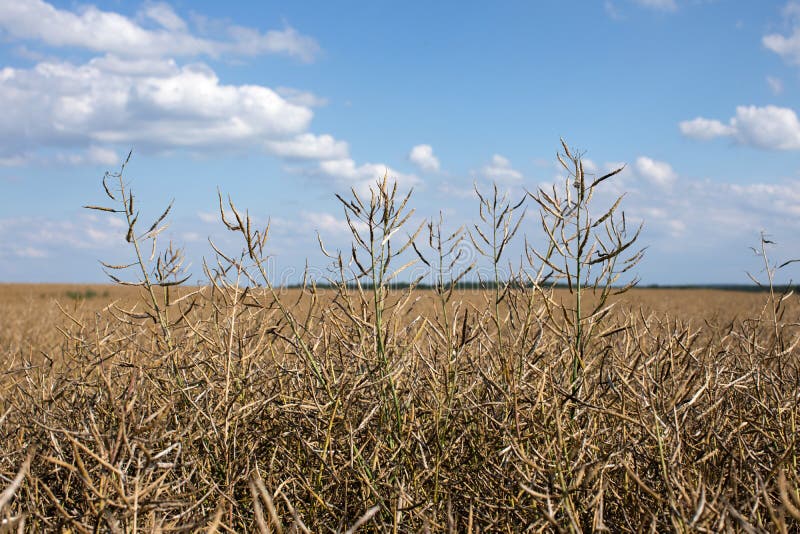 Harvest Time. Ripe Field for Rapeseed Harvest Stock Photo - Image of ...