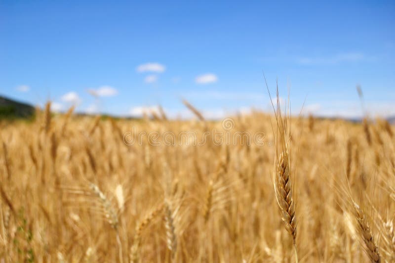 Harvest Time - Ripe Wheat Field Stock Image - Image of cultivation ...
