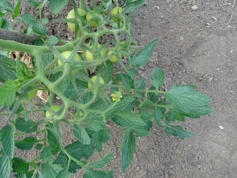 Harvest Tomatoes in the Field. Green Tomatoes Stock Image - Image of ...