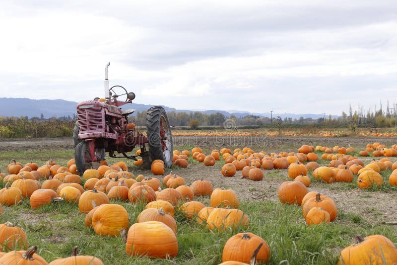 Harvest Tractor and Pumpkin Path Stock Photo - Image of natural, path ...