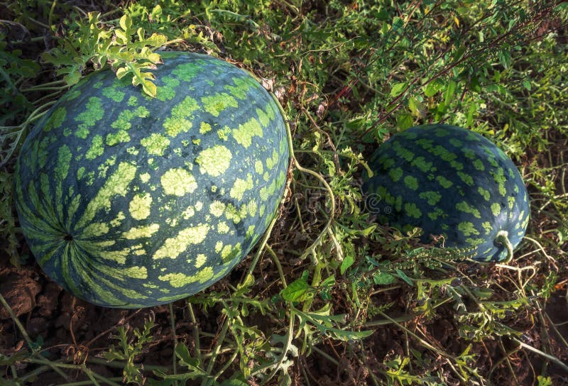The Harvest of Two Watermelons in the Morning Sun Stock Image - Image ...