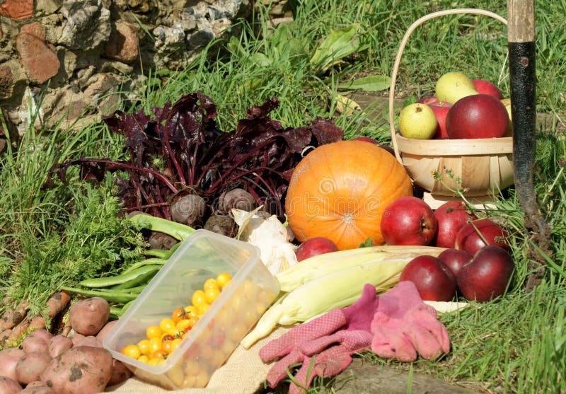 Harvest of vegetables stock photo. Image of corn, beetroot - 16383312
