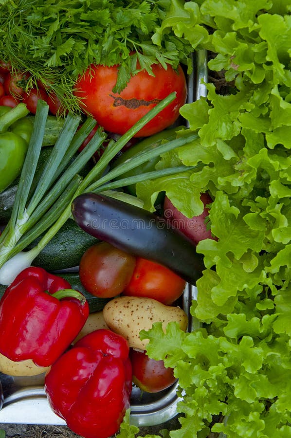 Harvest of vegetables stock image. Image of ecological - 43134767