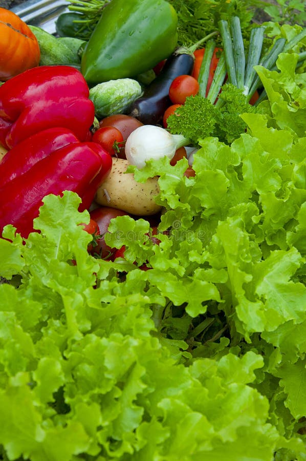 Harvest of vegetables stock image. Image of icon, organic - 43134813