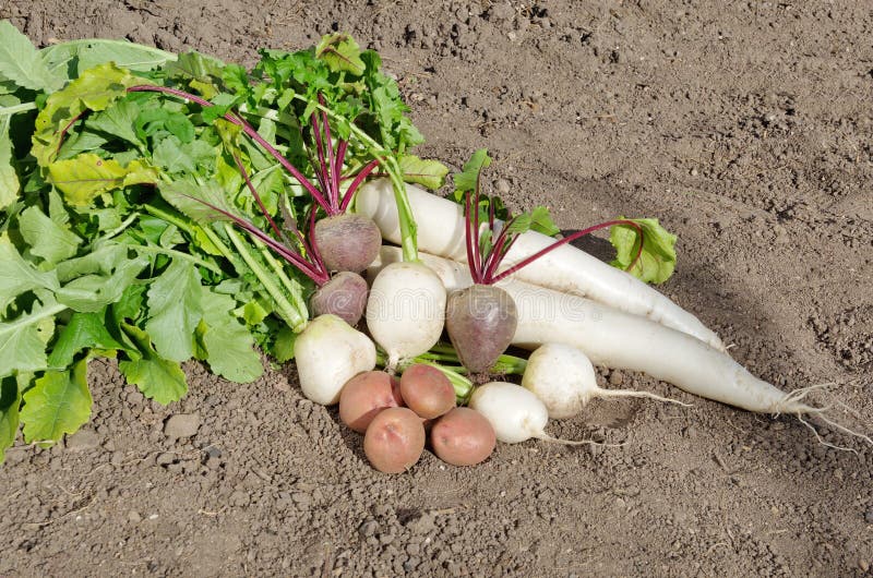 Harvest Vegetables on the Ground Stock Image - Image of healthy, sunny ...