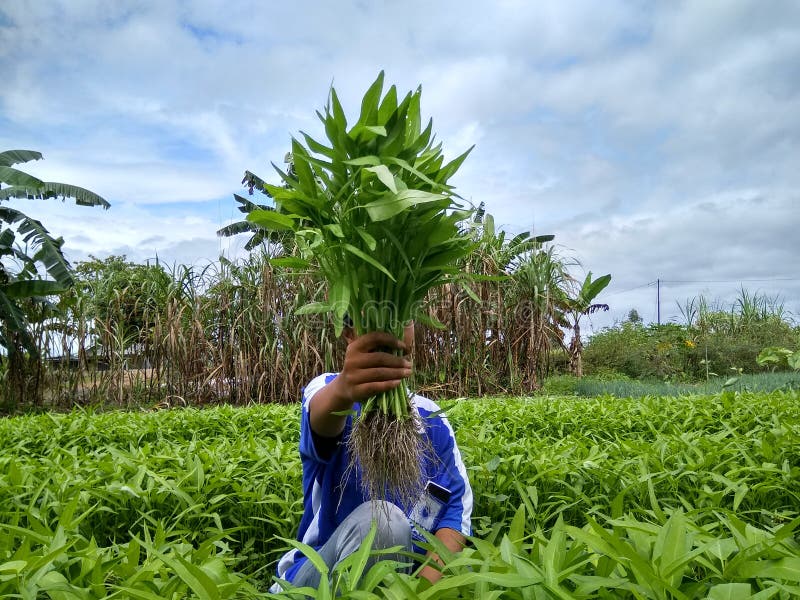 Harvest Vegetables, Grow Your Own Food Editorial Photo - Image of farm ... Harvest Vegetables, Grow Your Own Food Editorial Photo - Image of farm ...