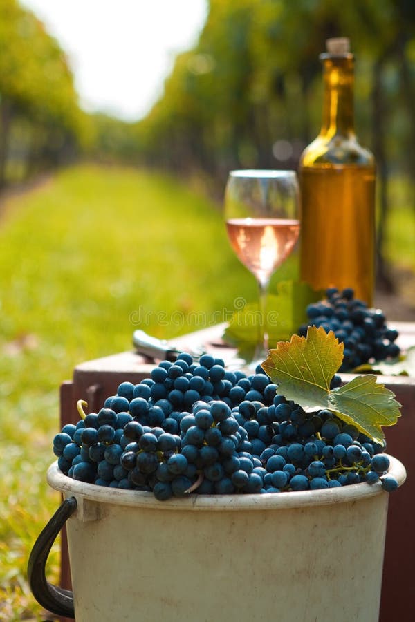 Harvest of vine stock image. Image of still, alcoholic - 26780837