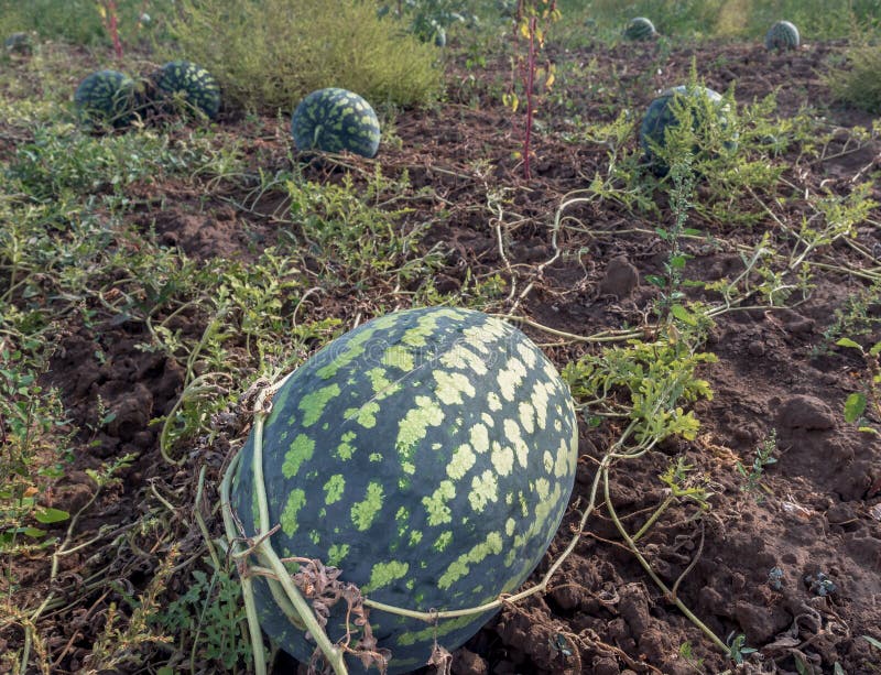 The Harvest of Watermelons in the Morning Sun Stock Photo - Image of ...