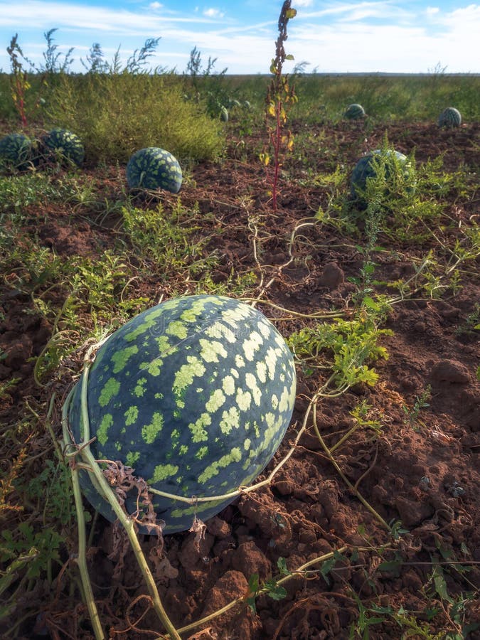 The Harvest of Watermelons in the Morning Sun Stock Photo - Image of ...