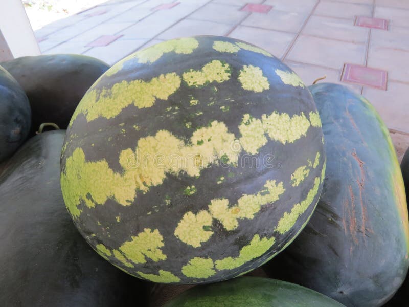 The Harvest of Watermelons in Yard on the Tile Stock Image - Image of ...