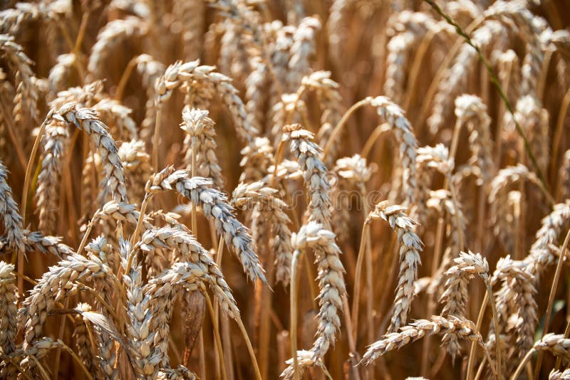 Harvest of Wheat almost Finished Stock Photo - Image of wheat ...