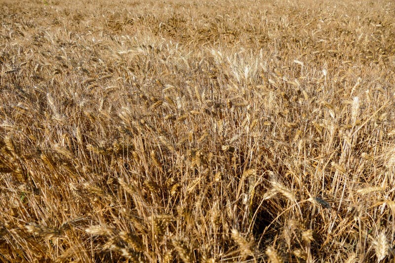 Harvest of Wheat Texture of Wheat Stock Photo - Image of country ...