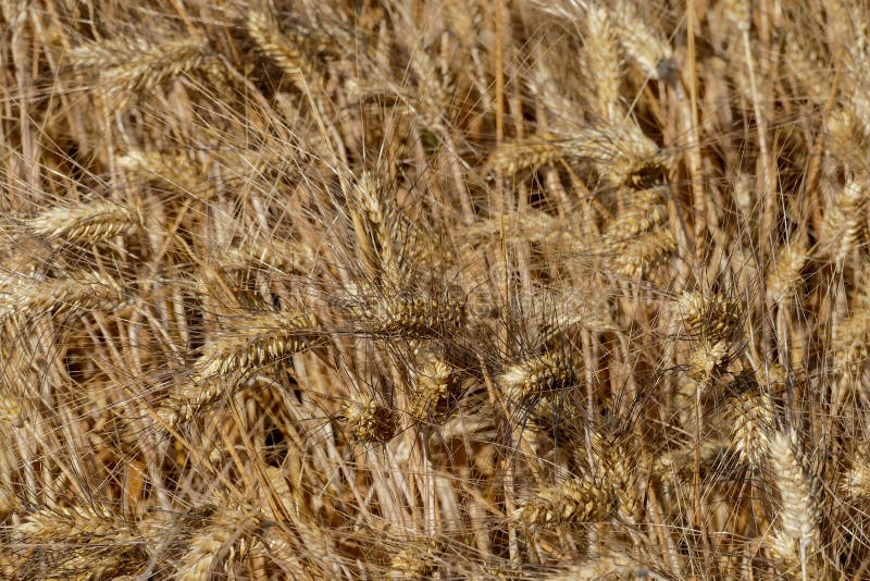 Harvest of Wheat Texture of Wheat Stock Illustration - Illustration of ...