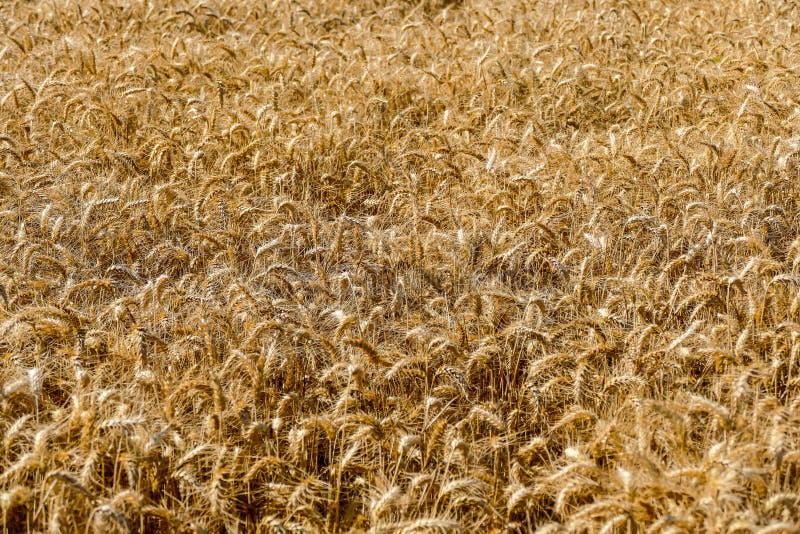 Harvest of Wheat Texture of Wheat Stock Image - Image of plant ...
