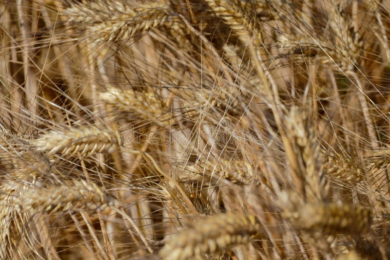 Harvest of Wheat Texture of Wheat Stock Image - Image of plant, farm ...