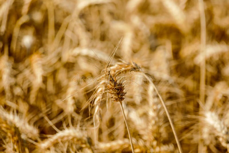 Harvest of Wheat Texture of Wheat Stock Photo - Image of agricultural ...