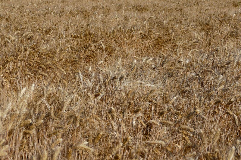 Harvest of Wheat Texture of Wheat Stock Photo - Image of agricultural ...